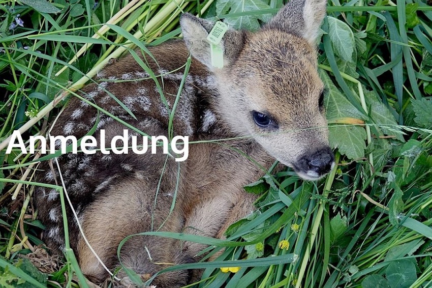 Rehkitzrettung mit Drohnen